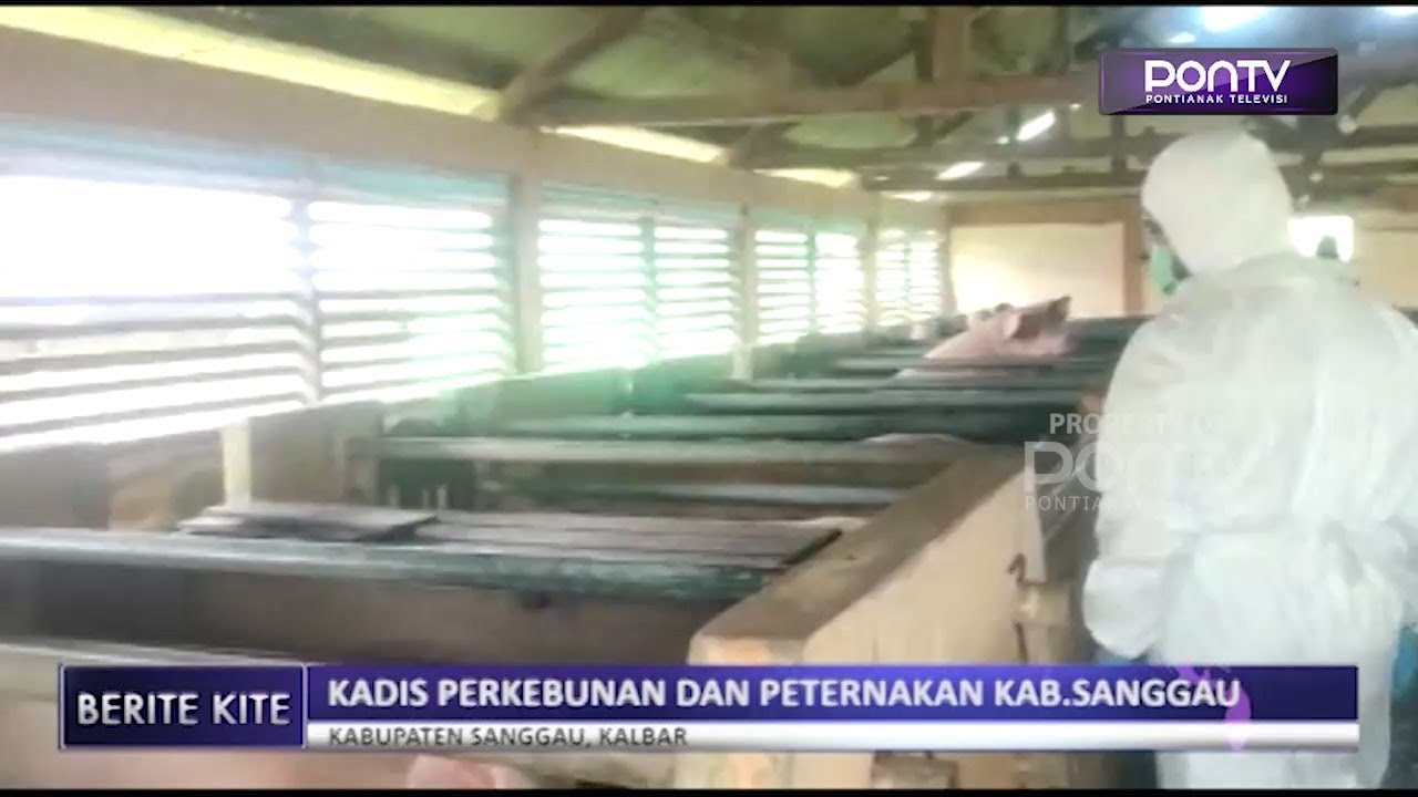 24 Ribu Babi Mati Terserang Virus ASF (African Swine Fever) - Kalbar OKE